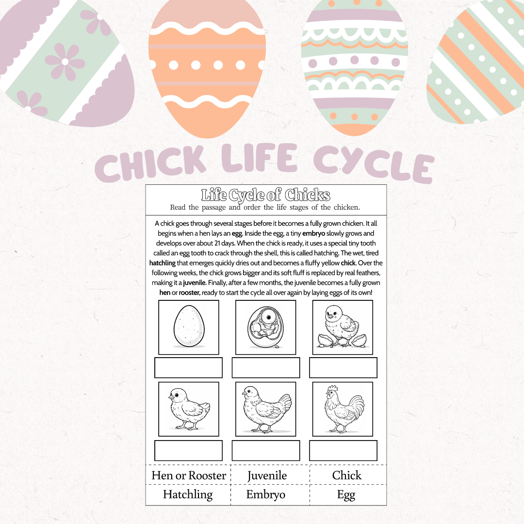 Life Cycle of Chicks - Free Printable Worksheet | AAKollective
